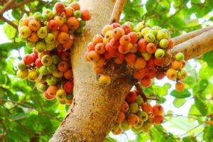 Bedu Fruit, Timla (BUY 200gm) ORGANIC | उत्तराखंड से डिलीवरी