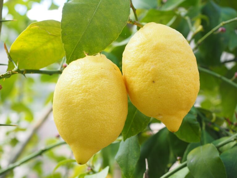Pahari Nimbu Chukh Lemon (Buy500gm) - BUY UTTARAKHAND FOOD PRODUCTS ...